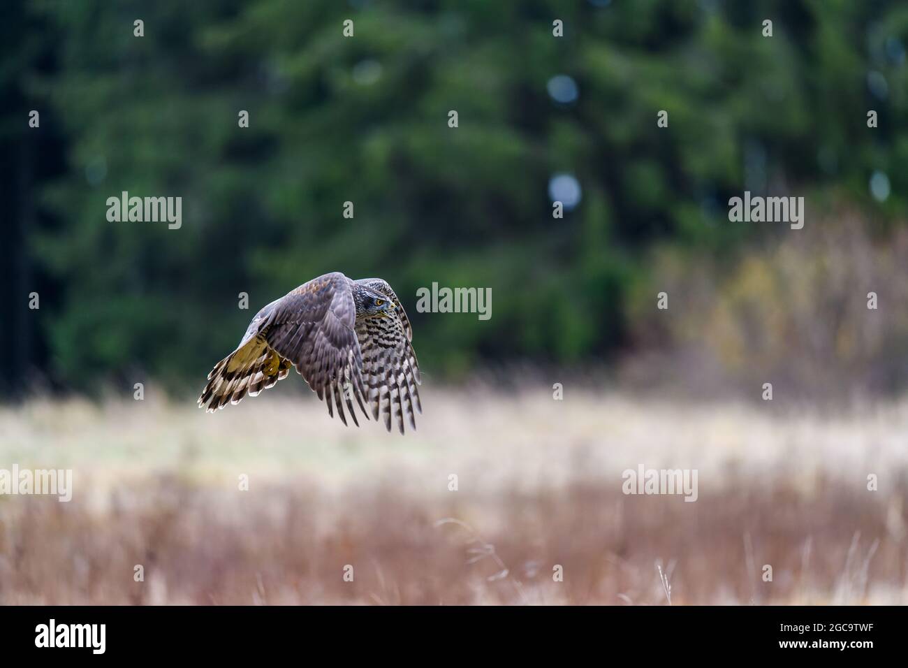 Accipiter gentilis bird goshawk habicht -Fotos und -Bildmaterial in ...