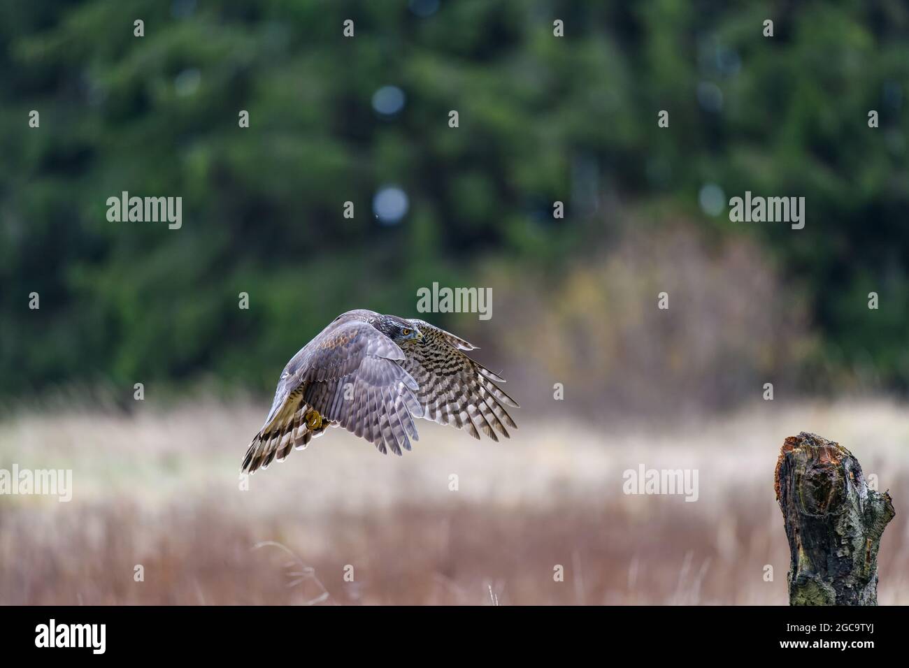 Accipiter gentilis flying -Fotos und -Bildmaterial in hoher Auflösung ...