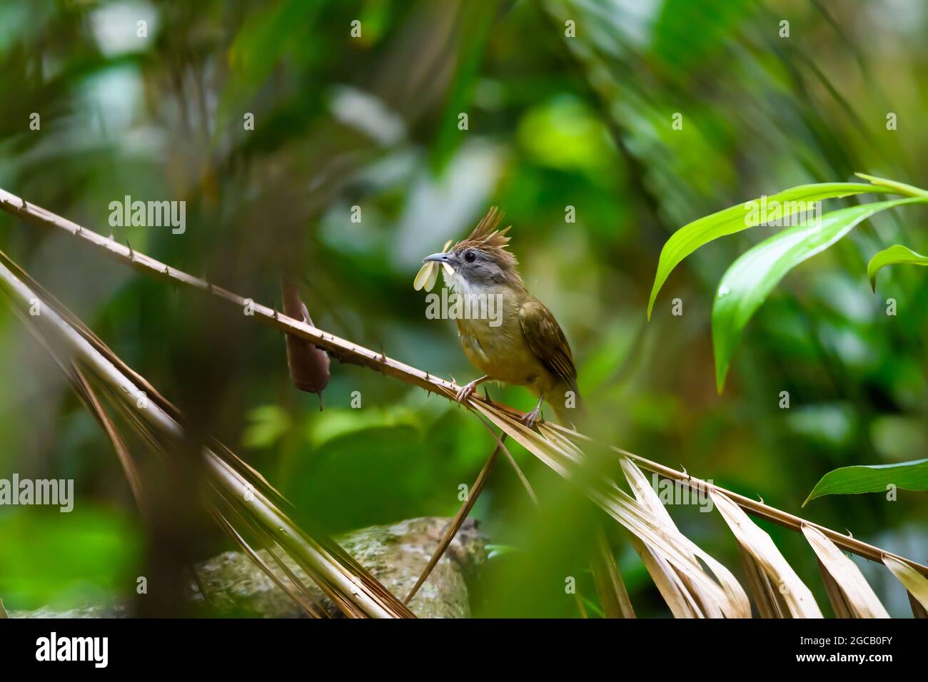 Tiere im regenwald -Fotos und -Bildmaterial in hoher Auflösung – Alamy
