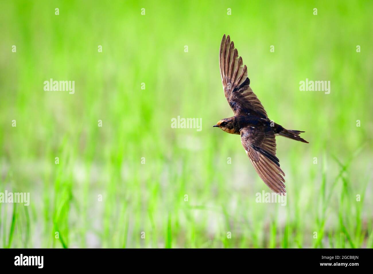 Bild einer Schwalbe, die mitten auf einem Feld auf einem natürlichen ...