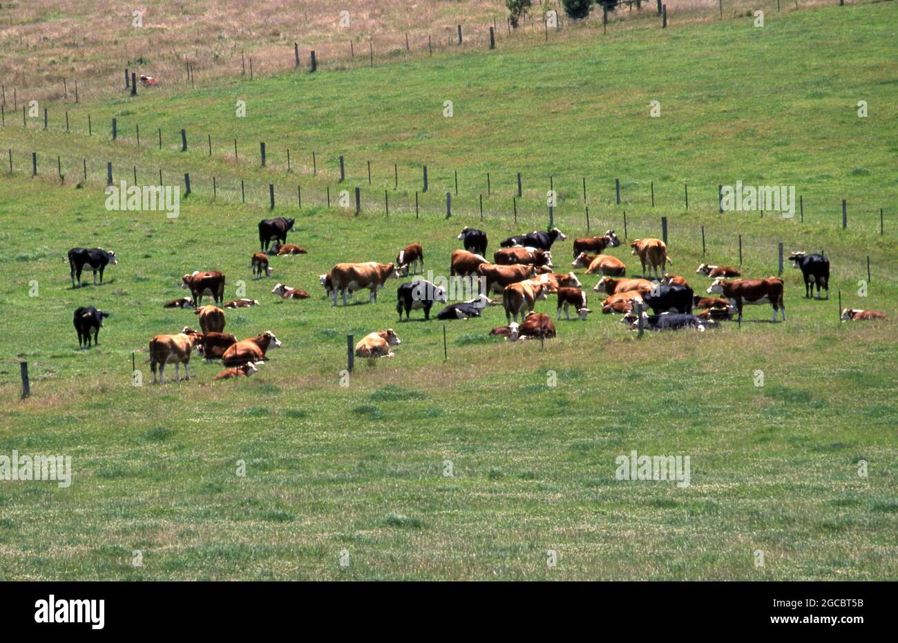 Rinderherde herden -Fotos und -Bildmaterial in hoher Auflösung – Alamy