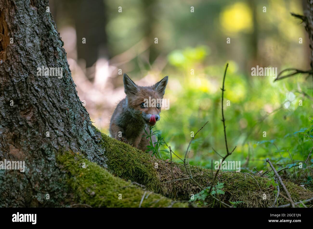 Fuchs Wald Stockfotos und -bilder Kaufen - Alamy