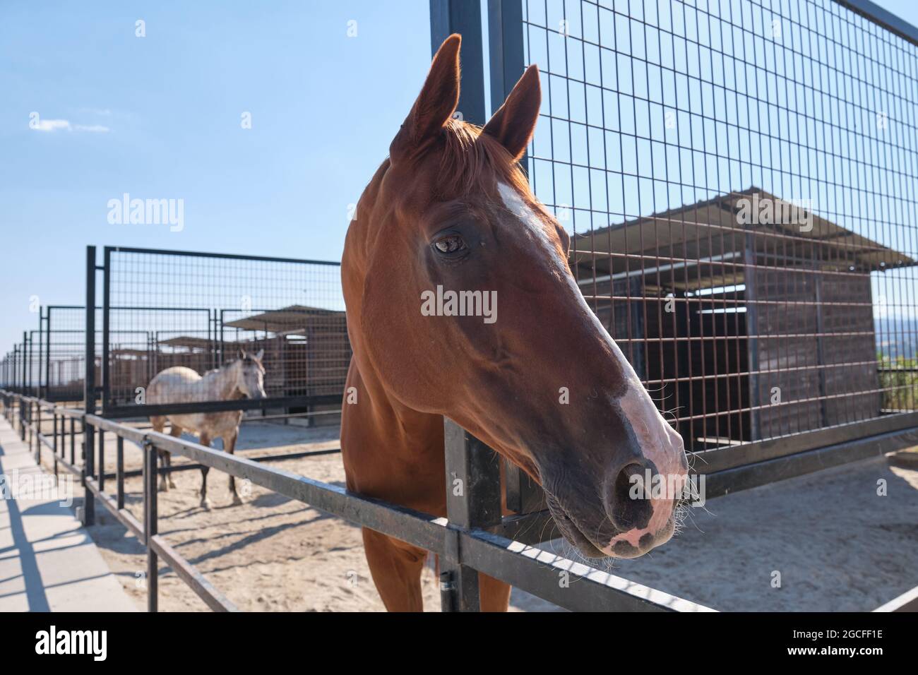 Stehendes pferd in einem stall -Fotos und -Bildmaterial in hoher ...