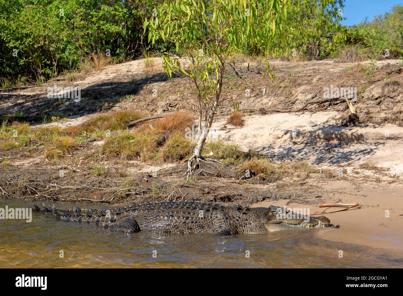 Krokodilfluss ost -Fotos und -Bildmaterial in hoher Auflösung – Alamy