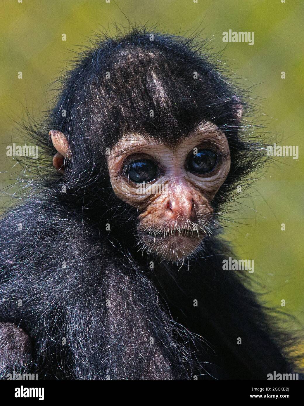 Spinnenaffen mexiko -Fotos und -Bildmaterial in hoher Auflösung – Alamy