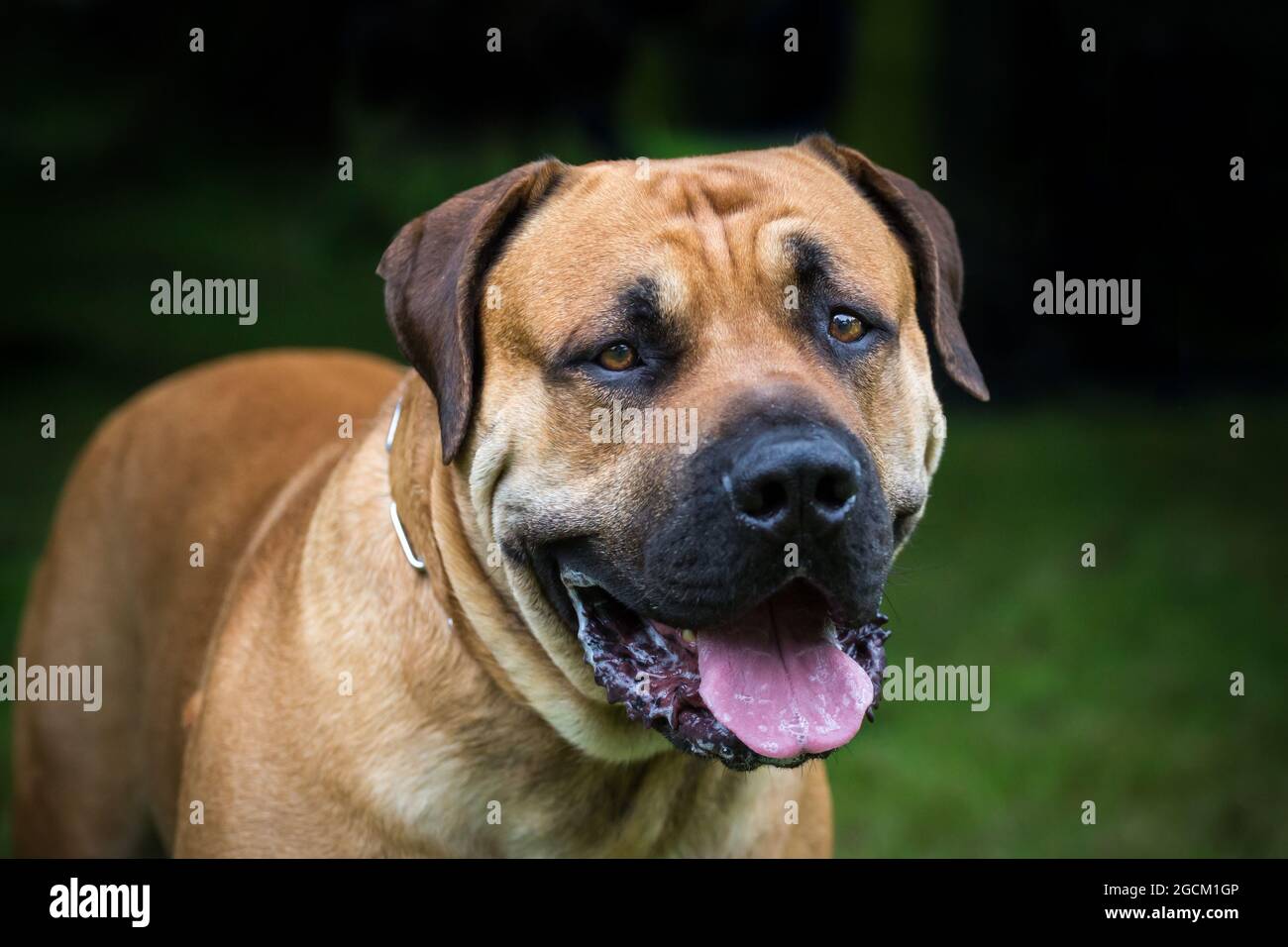 Boerboel mastiff south african mastiff -Fotos und -Bildmaterial in ...