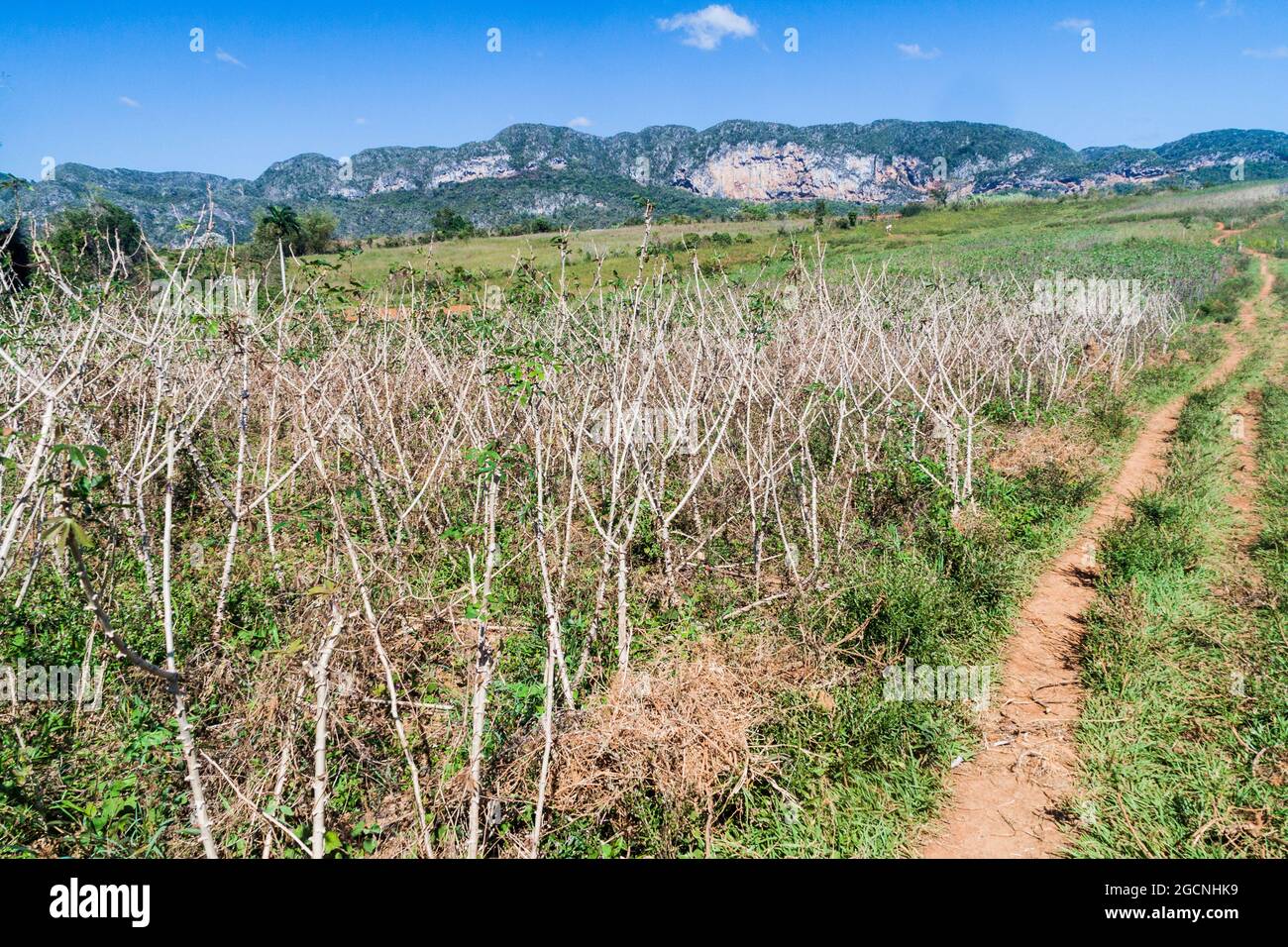 Tapioca field -Fotos und -Bildmaterial in hoher Auflösung - Seite 2 - Alamy