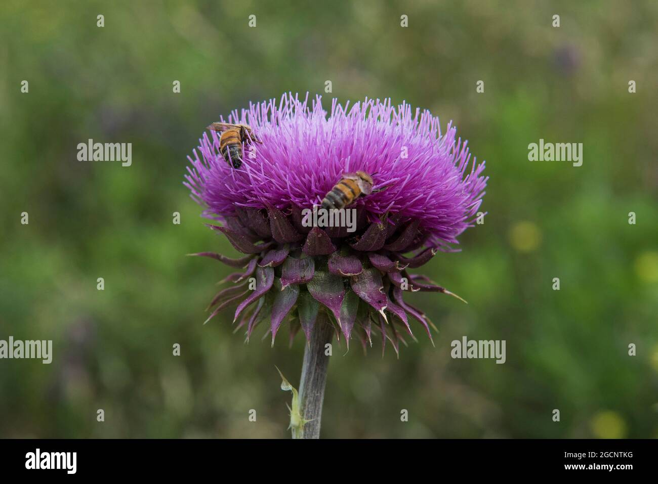 Edel distel -Fotos und -Bildmaterial in hoher Auflösung – Alamy