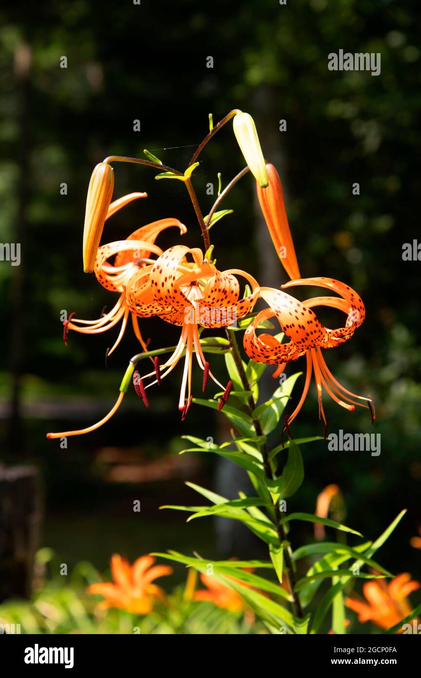 Tigerlilie lilium -Fotos und -Bildmaterial in hoher Auflösung – Alamy