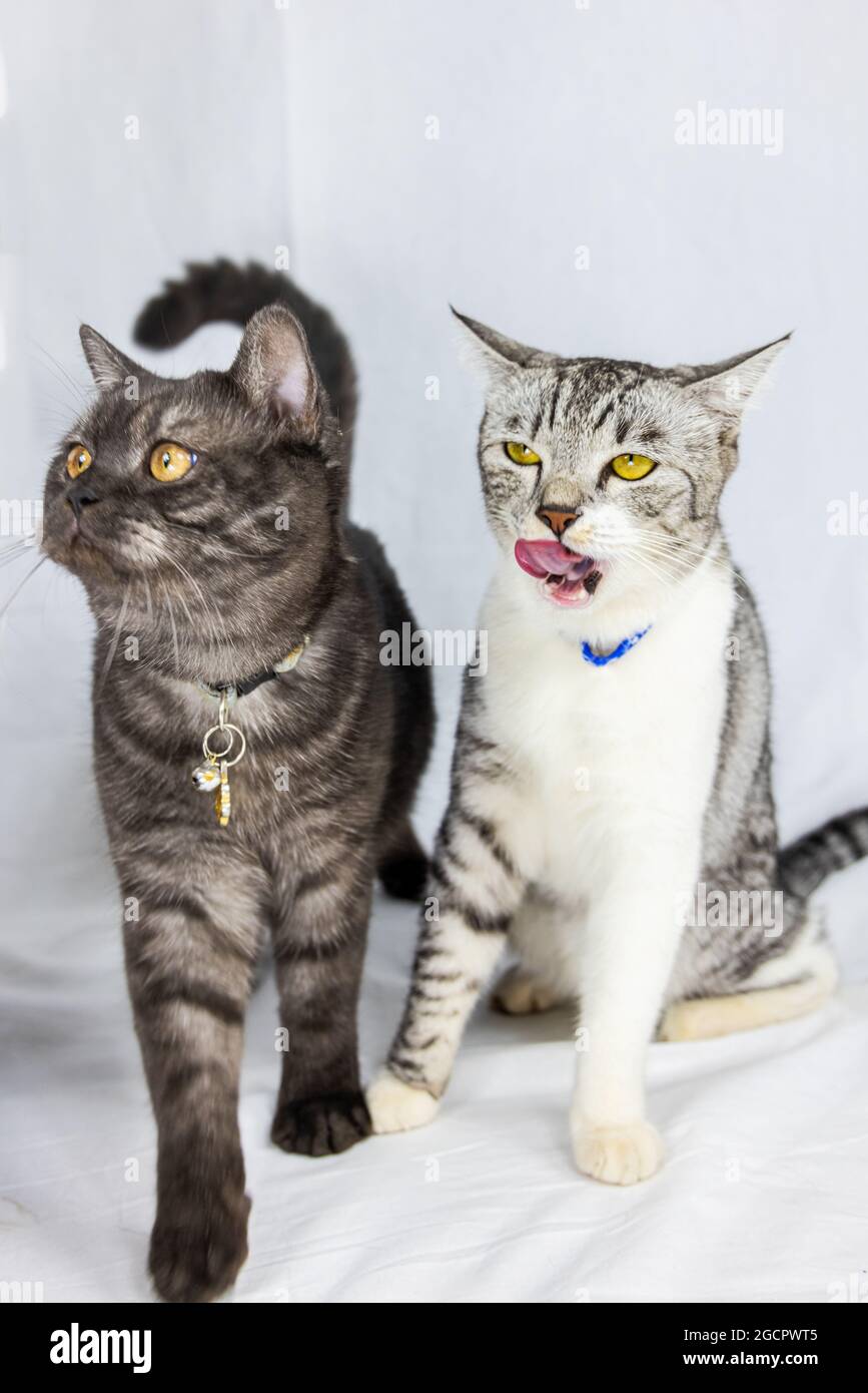 Katzen katze hauskatze -Fotos und -Bildmaterial in hoher Auflösung – Alamy