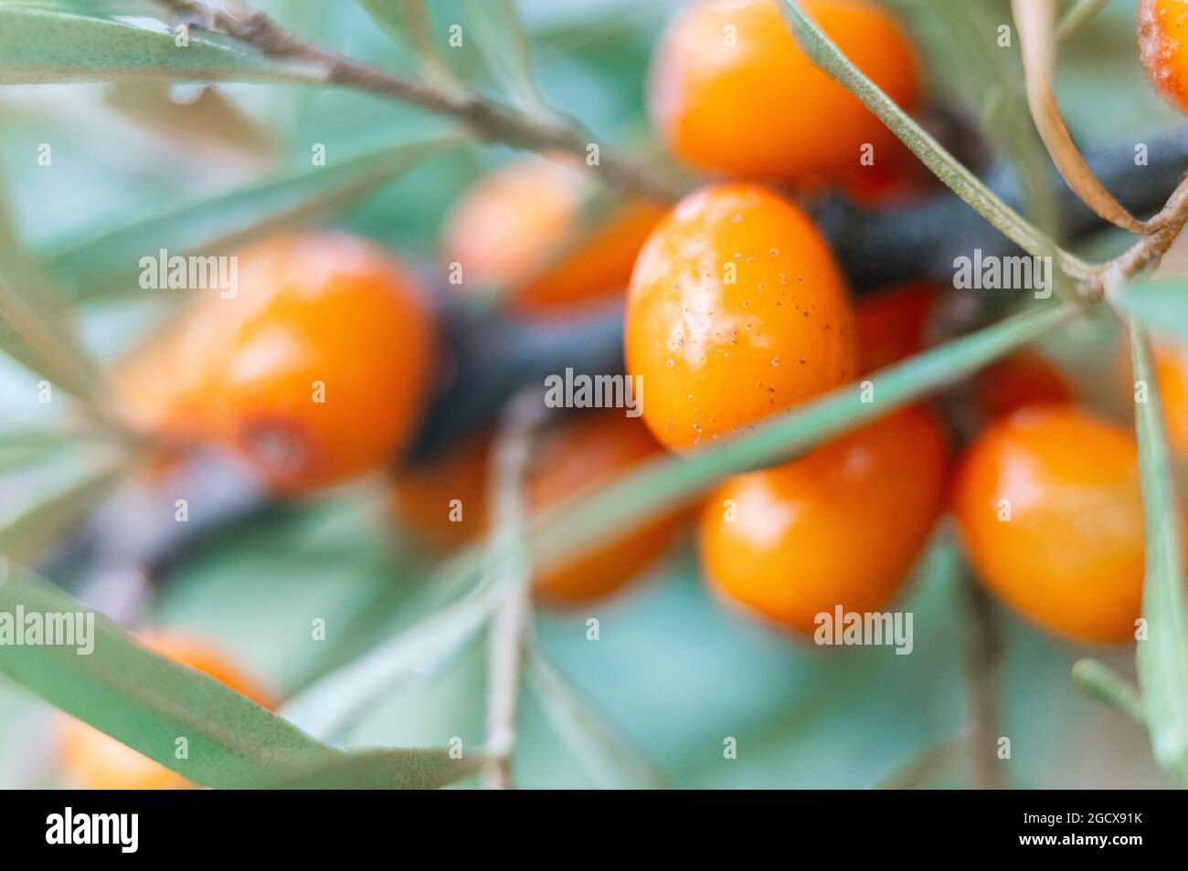 Der Zweig der orangen Sanddornbeeren zoomte in der Nähe. Viel nützliche ...