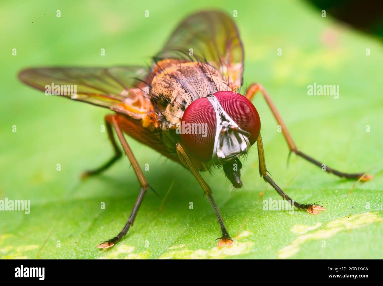 Anatomie der insekten -Fotos und -Bildmaterial in hoher Auflösung – Alamy
