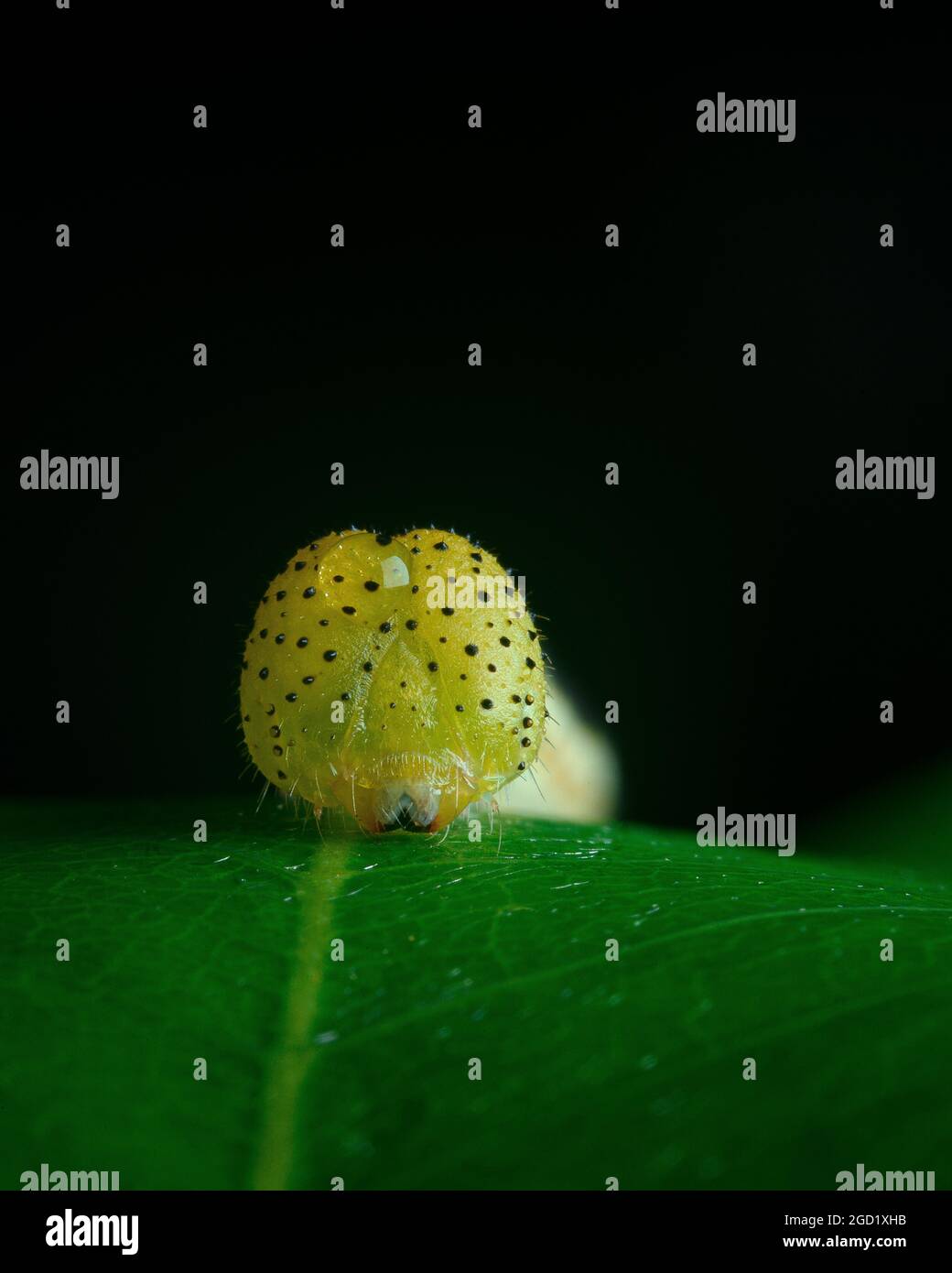 Schwarze und gelbe raupe -Fotos und -Bildmaterial in hoher Auflösung ...