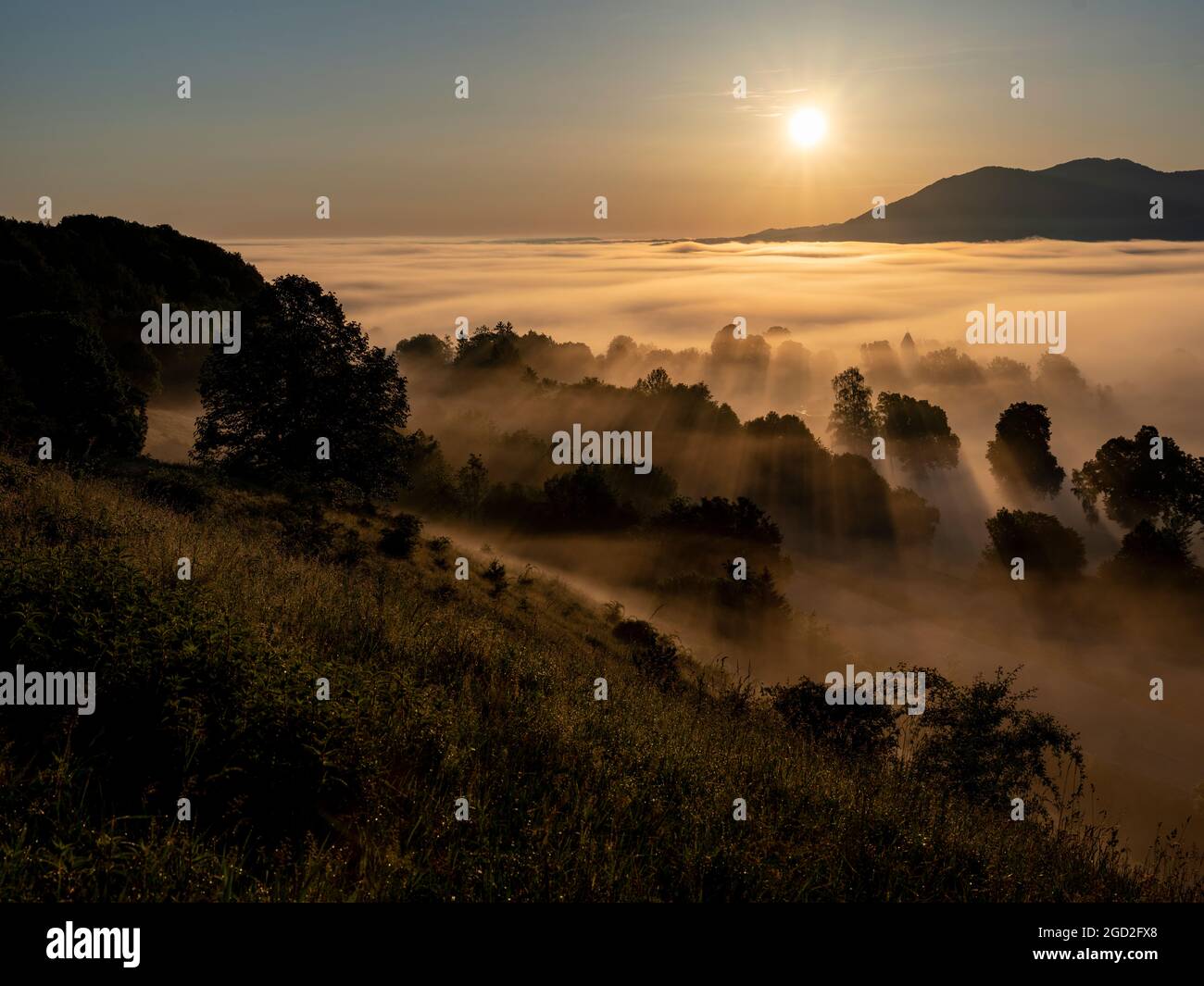 Kochler moos -Fotos und -Bildmaterial in hoher Auflösung – Alamy