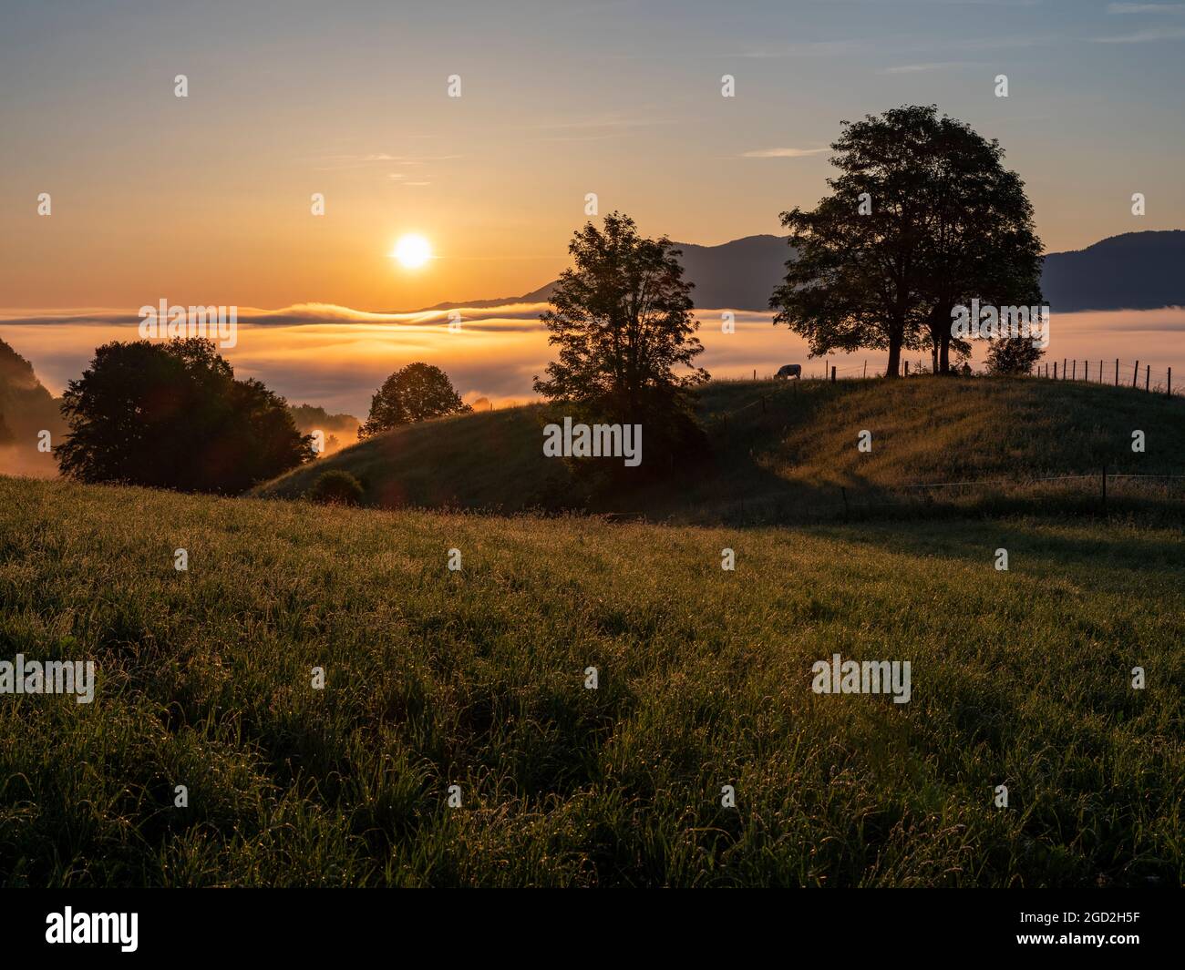 Kochler moos -Fotos und -Bildmaterial in hoher Auflösung – Alamy