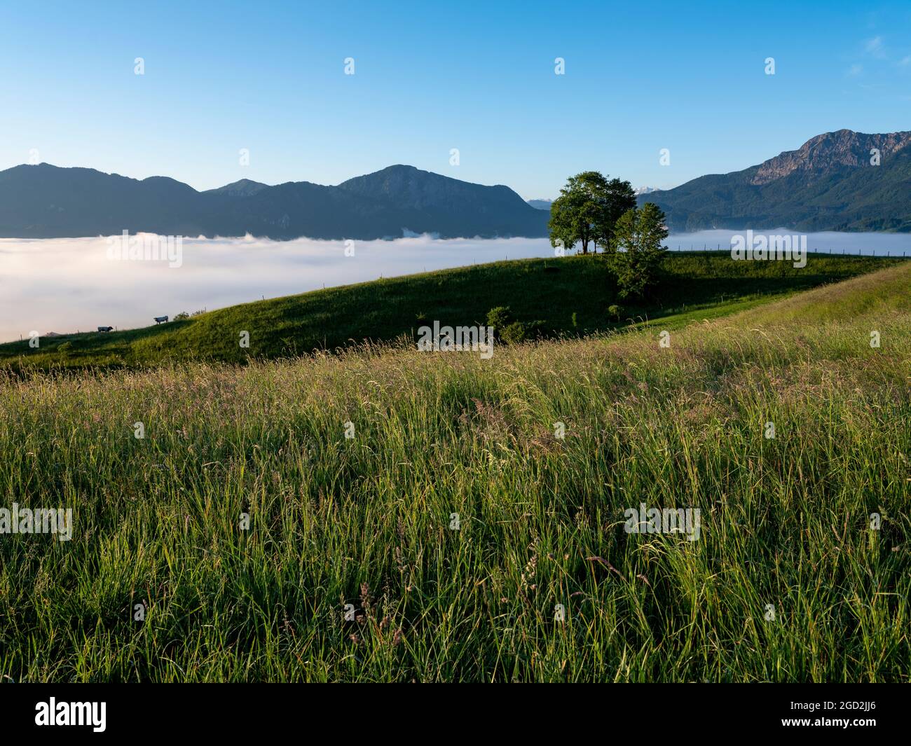 Kochler moos -Fotos und -Bildmaterial in hoher Auflösung – Alamy