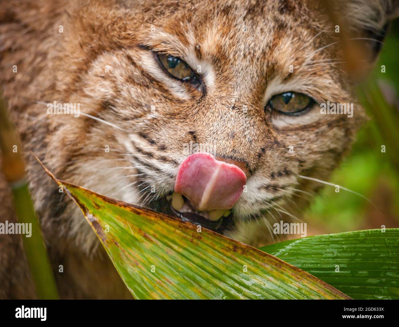 Amerikanischer rotluchs -Fotos und -Bildmaterial in hoher Auflösung – Alamy