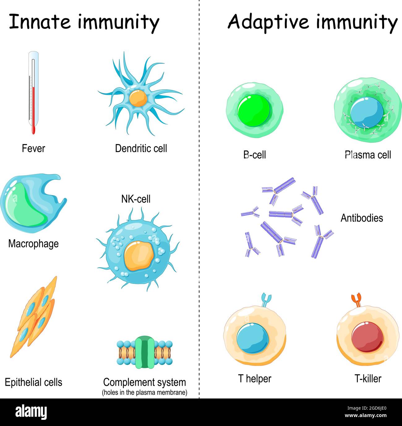 Aktivierung Von Immunzellen Stockfotos und -bilder Kaufen - Alamy