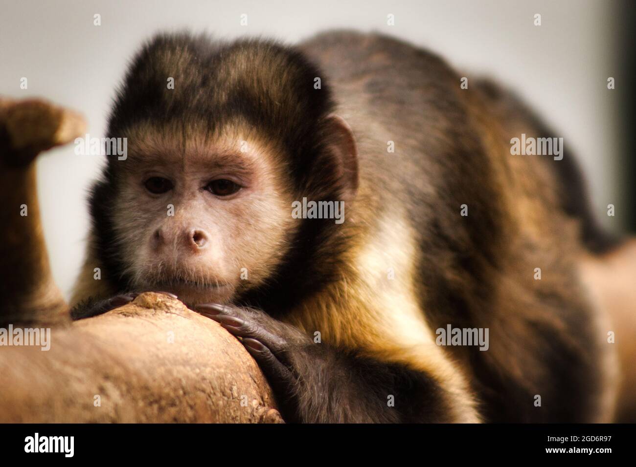 Traum traumen -Fotos und -Bildmaterial in hoher Auflösung – Alamy
