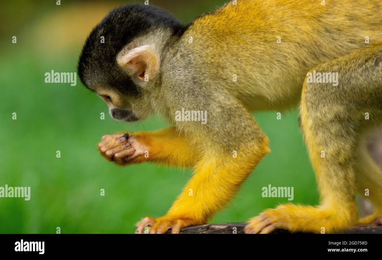 Affen fliegen -Fotos und -Bildmaterial in hoher Auflösung – Alamy