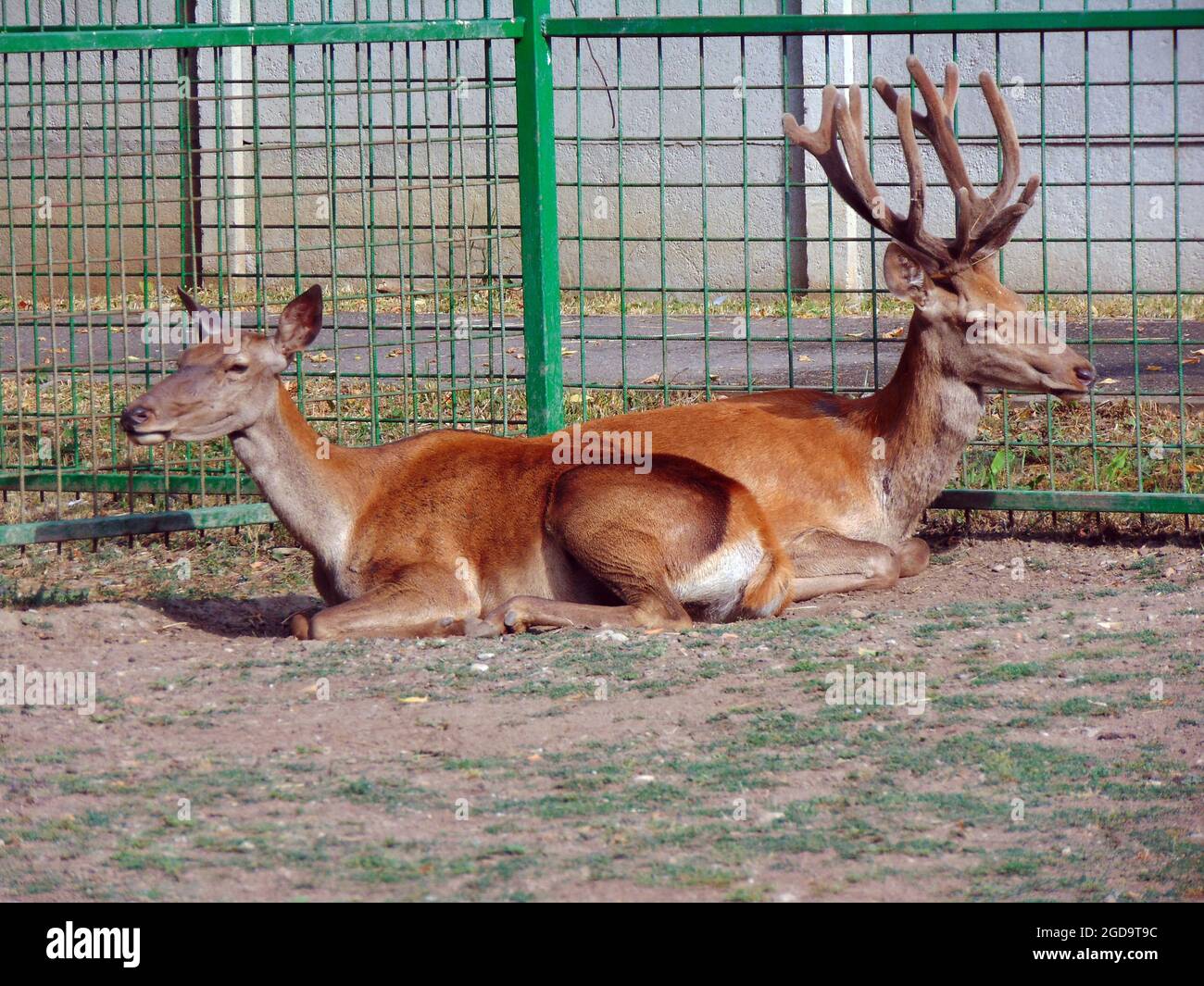 Karpatenhirsche und ein weiterer Hirsch im Zoo Stockfotografie - Alamy