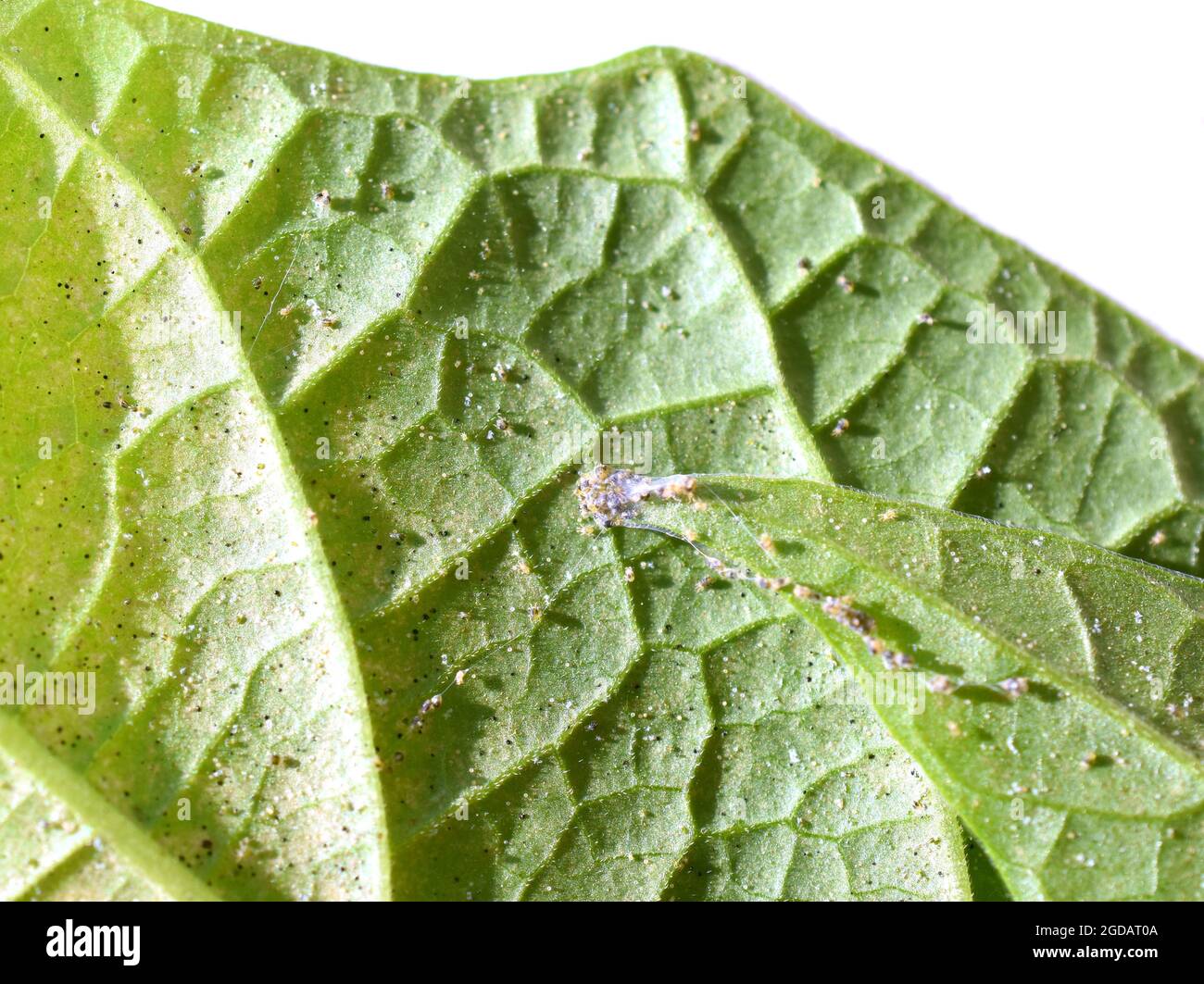Zwei spotted oder rote spinnmilbe -Fotos und -Bildmaterial in hoher ...