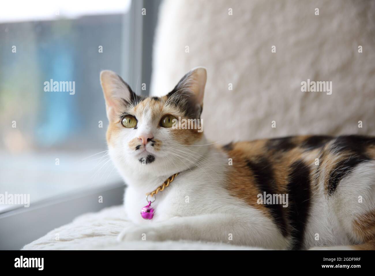 Liegende tiere -Fotos und -Bildmaterial in hoher Auflösung - Seite 2 ...