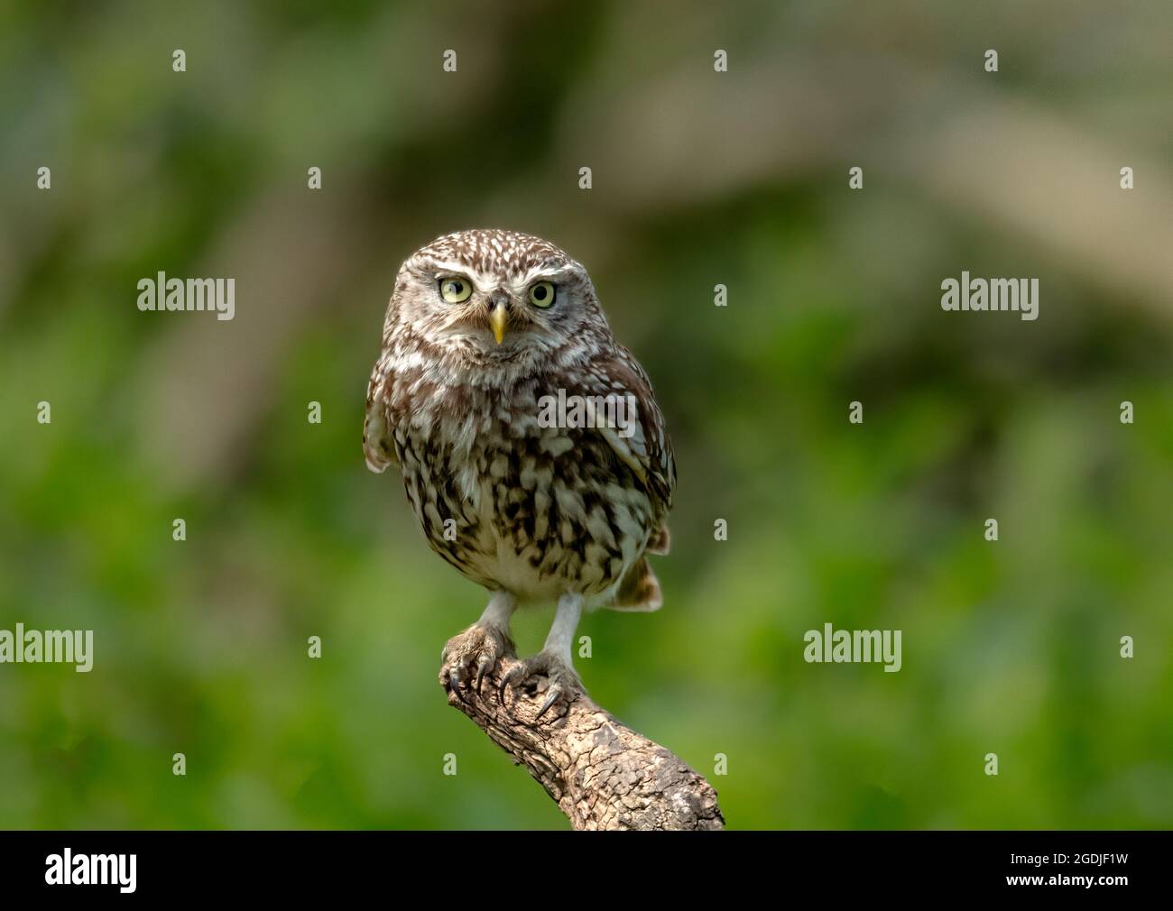 Eulen erfassen -Fotos und -Bildmaterial in hoher Auflösung – Alamy