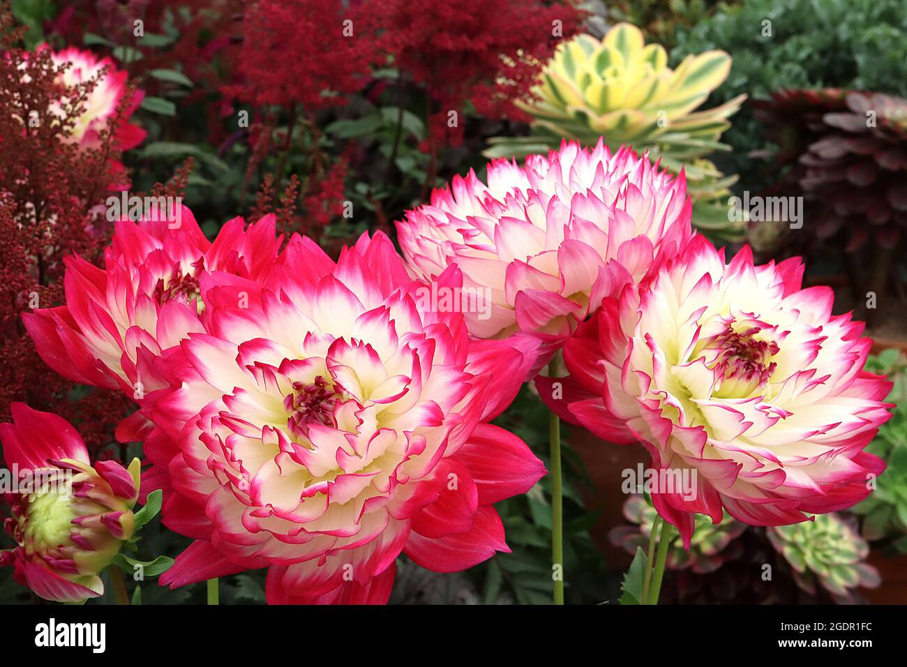 Dahlia maggiore rose zweifarbig -Fotos und -Bildmaterial in hoher ...