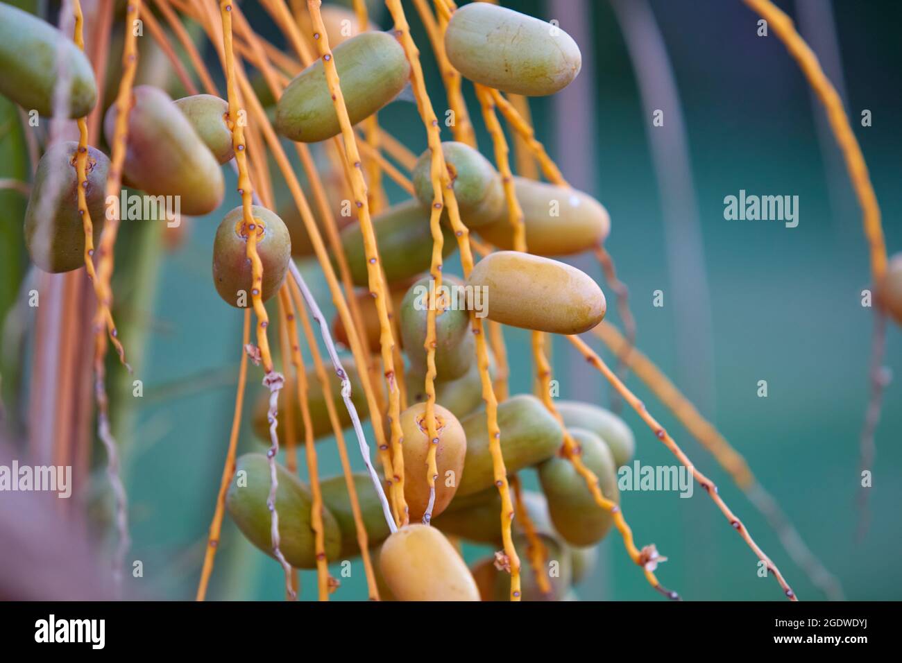 Frische datteln an einem baum -Fotos und -Bildmaterial in hoher ...