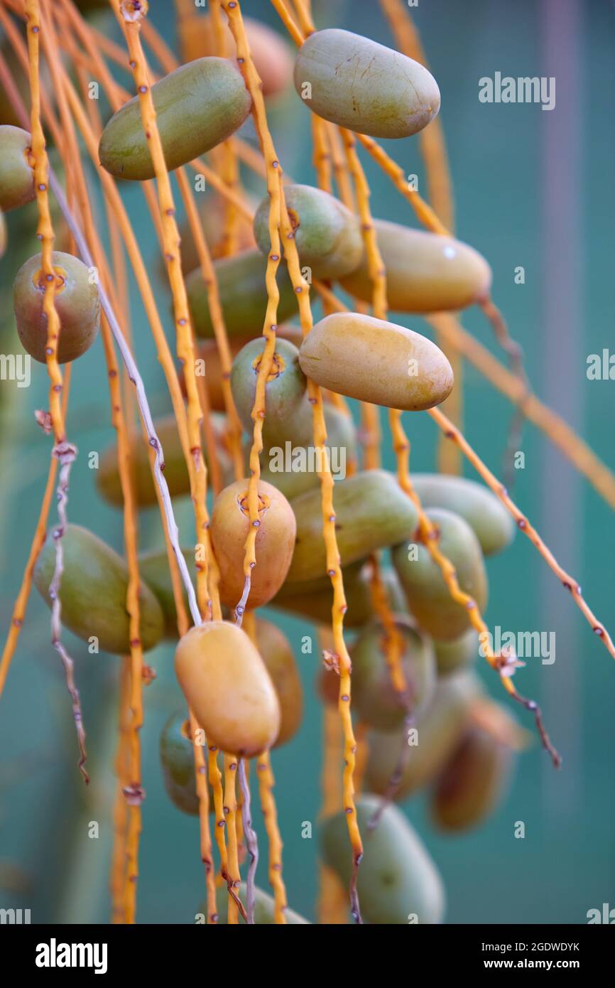 Rote datteln mit baum -Fotos und -Bildmaterial in hoher Auflösung – Alamy
