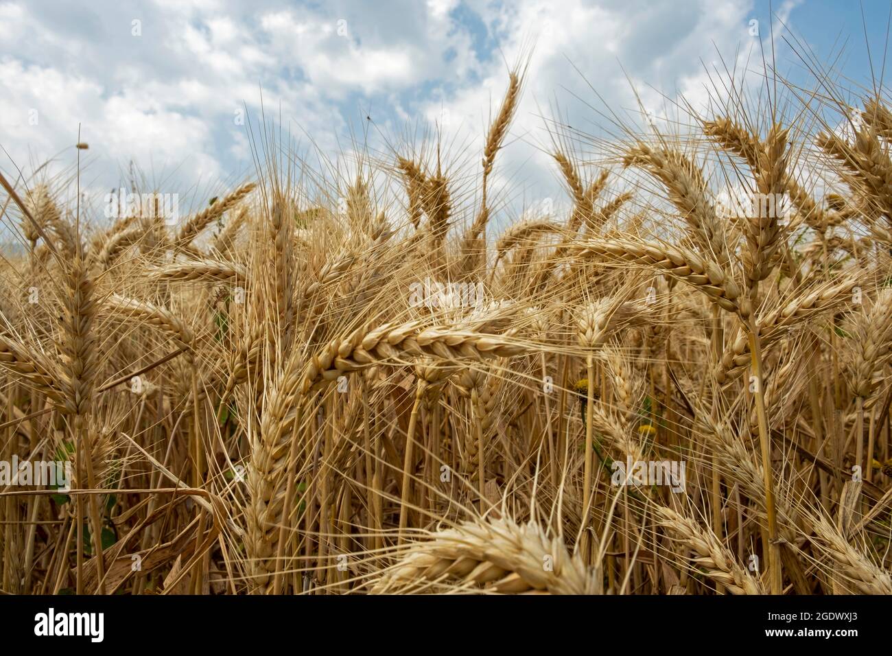 Bugday basaklari -Fotos und -Bildmaterial in hoher Auflösung – Alamy