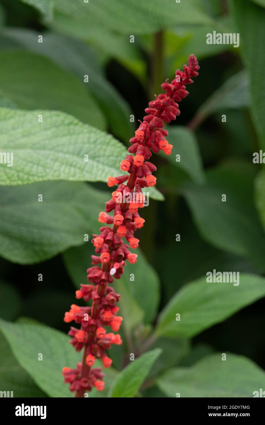 Salvia confertiflora -Fotos und -Bildmaterial in hoher Auflösung – Alamy