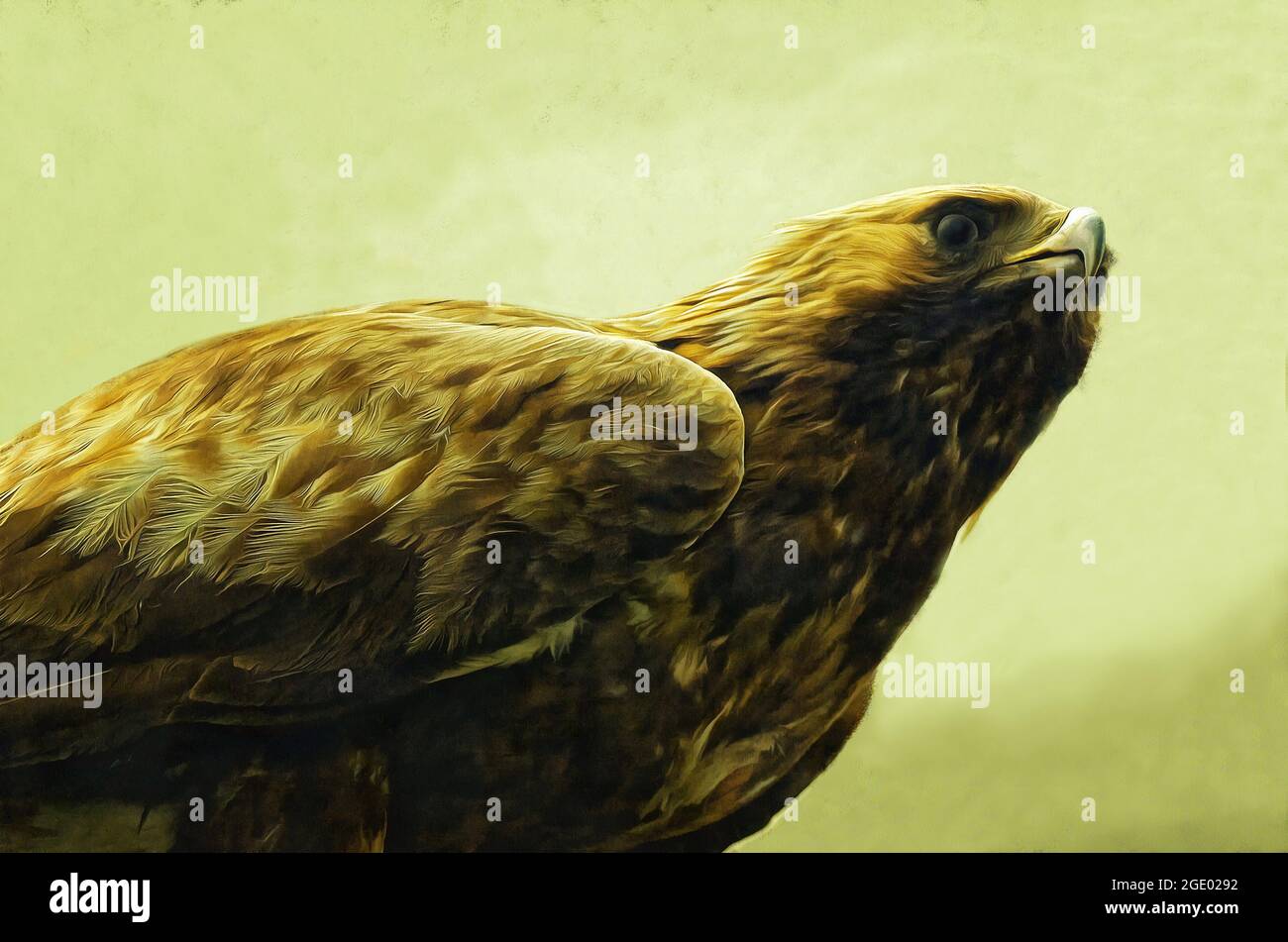 Illustrationen Goldener Adler, Aquila chrysaetos, Goldener Adler (lat ...