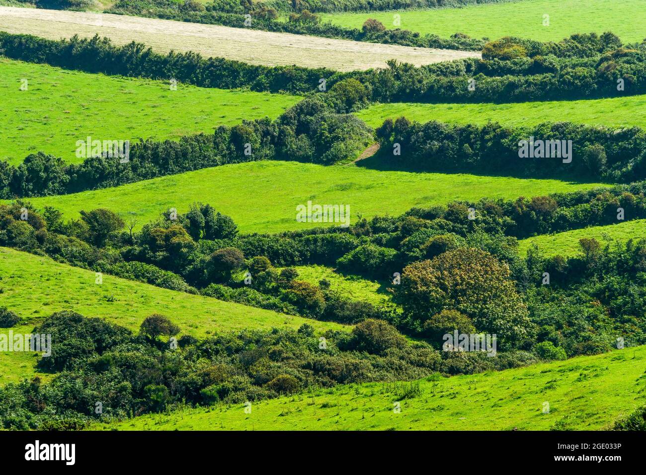 Bocage, typische Landschaft der Normandie, La Hague, Manche, Cotentin ...