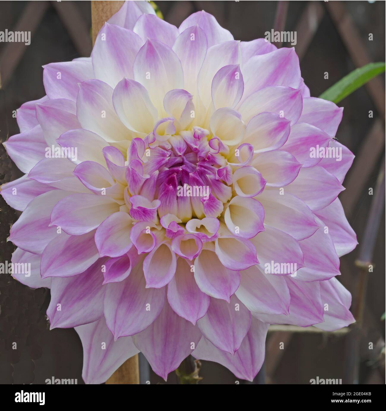 Dahlie hapet -Fotos und -Bildmaterial in hoher Auflösung – Alamy