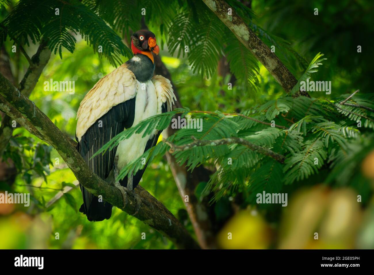 Königsgeier - Sarcoramphus Papa großer Greifvogel, Familie der New ...