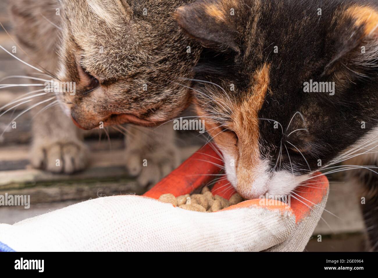 Katzen essen -Fotos und -Bildmaterial in hoher Auflösung – Alamy