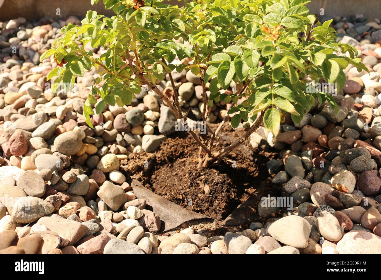 Wild rose bush -Fotos und -Bildmaterial in hoher Auflösung – Alamy
