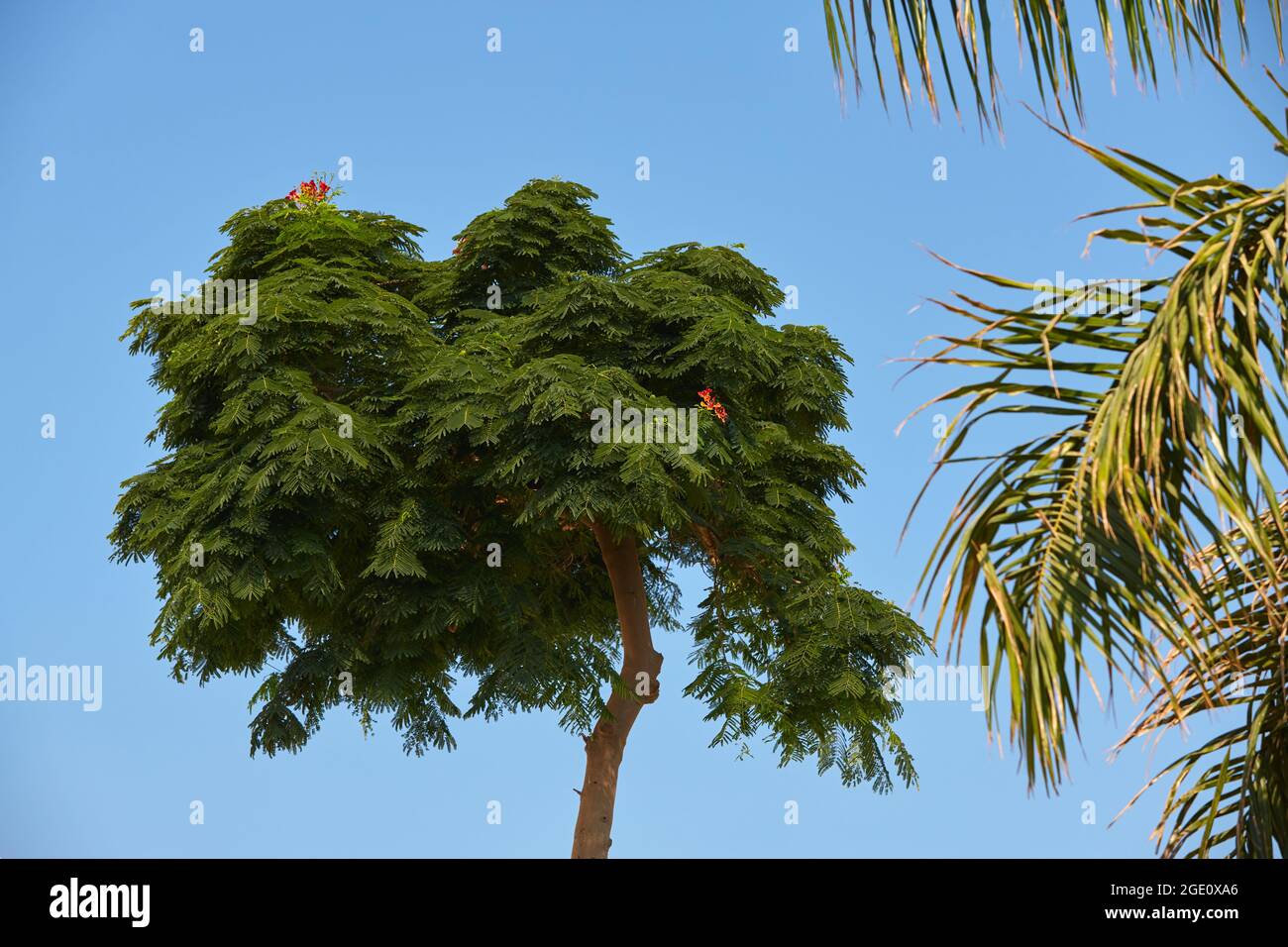 ägyptische akazie -Fotos und -Bildmaterial in hoher Auflösung – Alamy