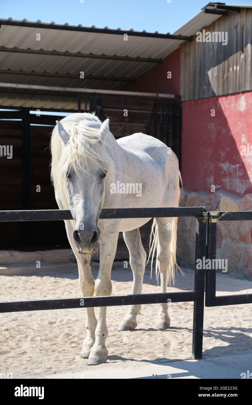 Stehendes Pferd In Einem Stall Stockfotos und -bilder Kaufen - Alamy