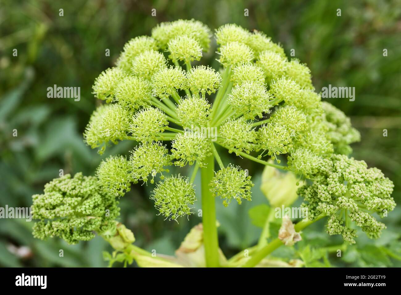Wilder sellerie -Fotos und -Bildmaterial in hoher Auflösung – Alamy