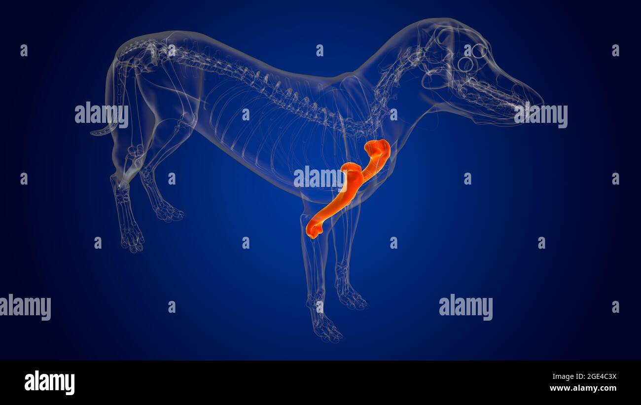 Humerus Knochen Hund Skelett Anatomie für Medical Concept 3D ...