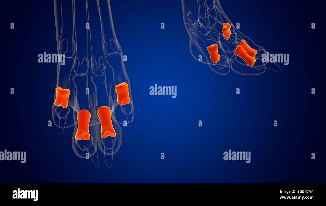 Mittlere Phalanx Knochen Hund Skelett Anatomie für Medical Concept 3D ...
