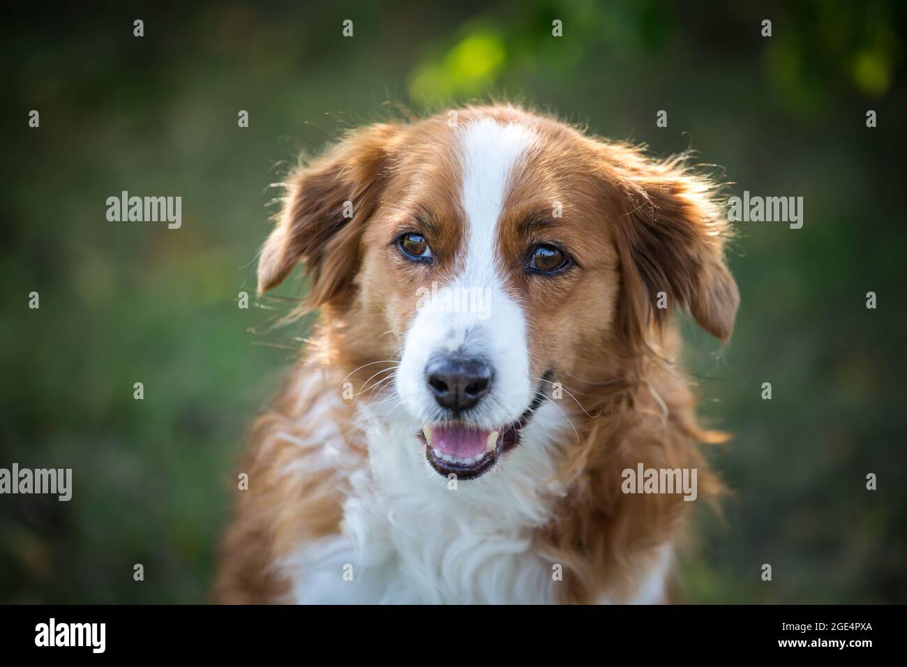 Kooikerhondje portrait -Fotos und -Bildmaterial in hoher Auflösung – Alamy