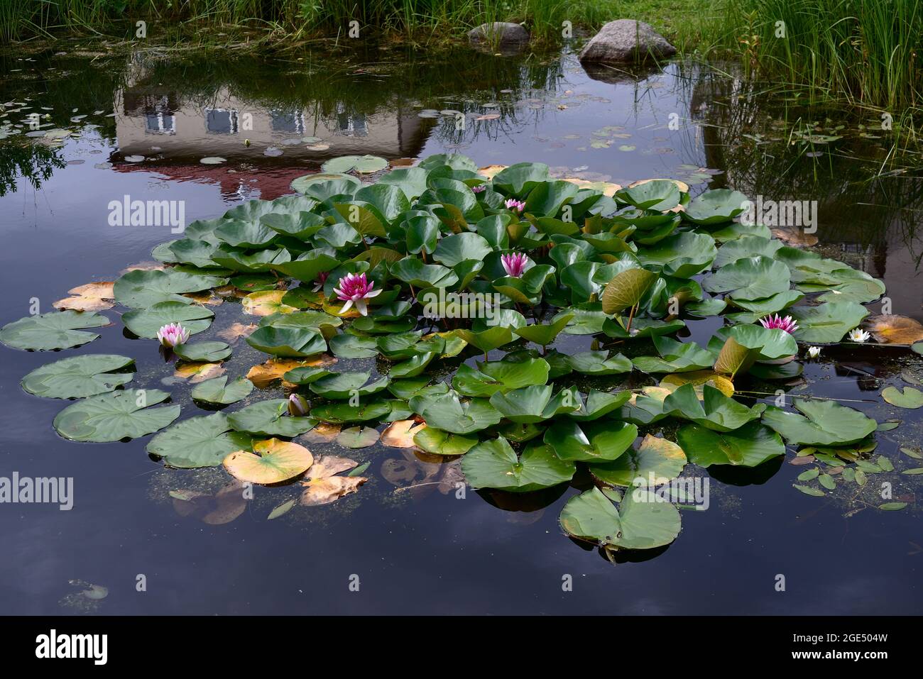 Blumen auf dem wasser -Fotos und -Bildmaterial in hoher Auflösung – Alamy