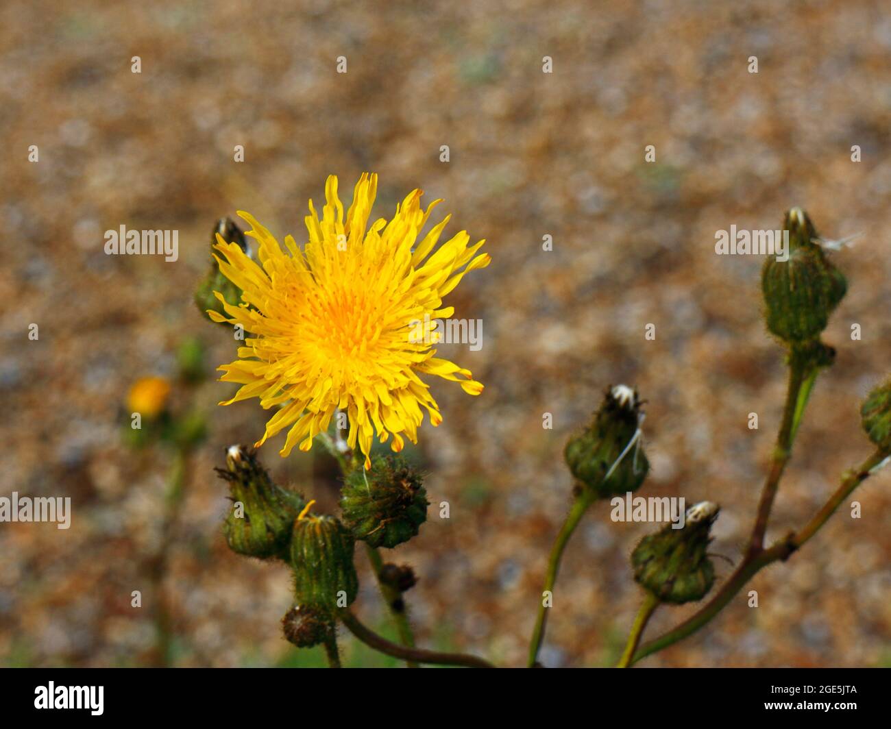 Gemeine Sau Distel Stockfotos und -bilder Kaufen - Alamy