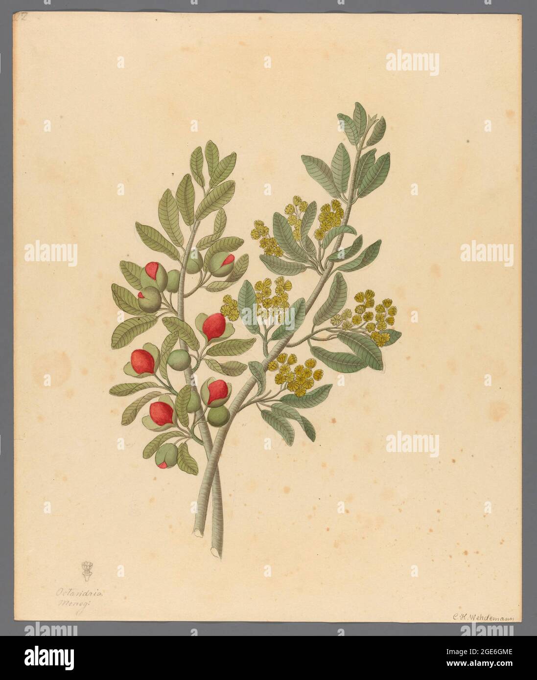 Octandria Monog. [Pappea capensis] (1817) ( Jacketpflaume, Indaba-Baum ...