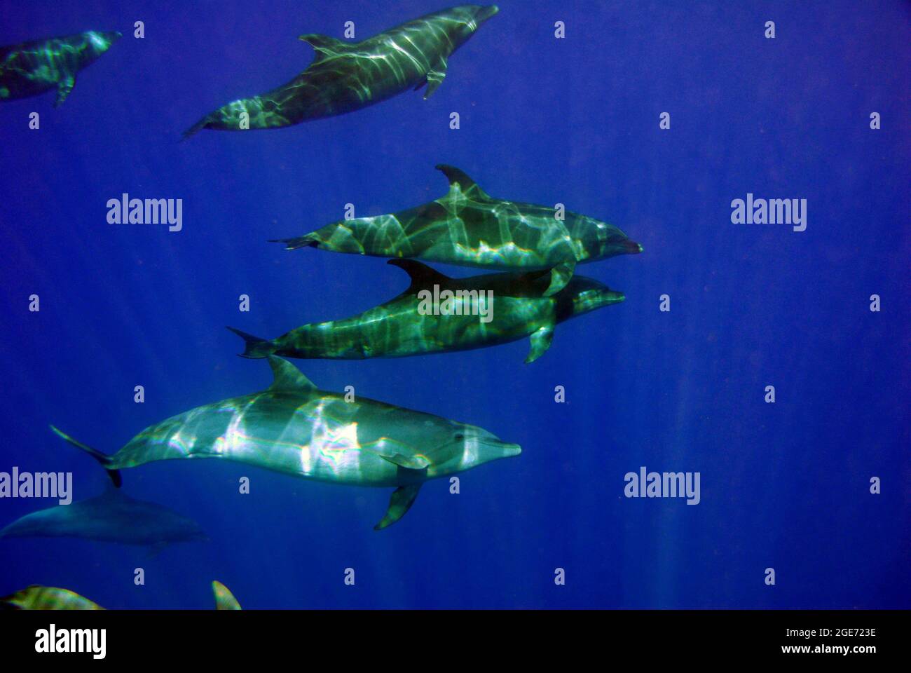 Schwimmende delfine -Fotos und -Bildmaterial in hoher Auflösung – Alamy
