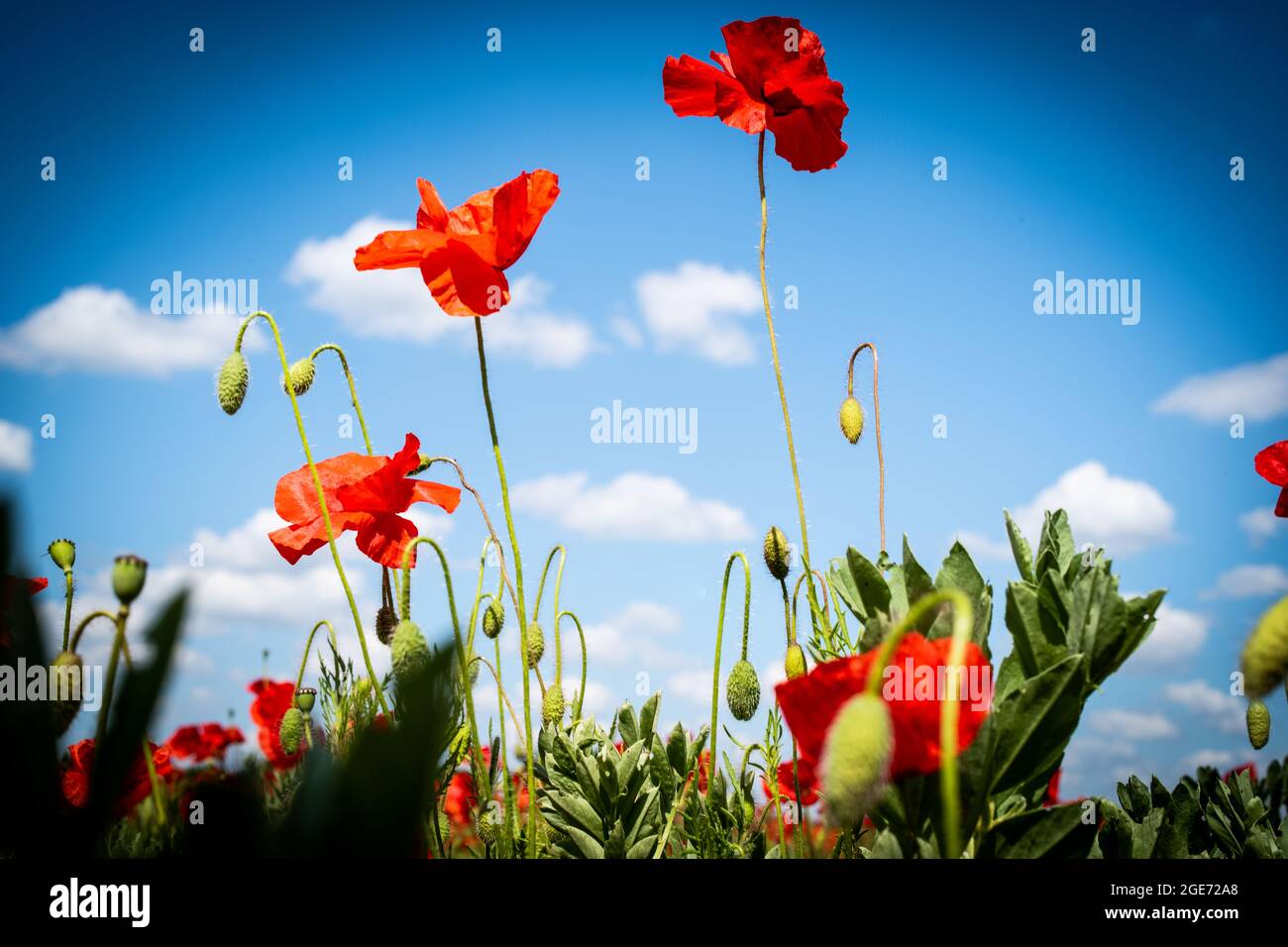 Mohn samen herstellung -Fotos und -Bildmaterial in hoher Auflösung – Alamy